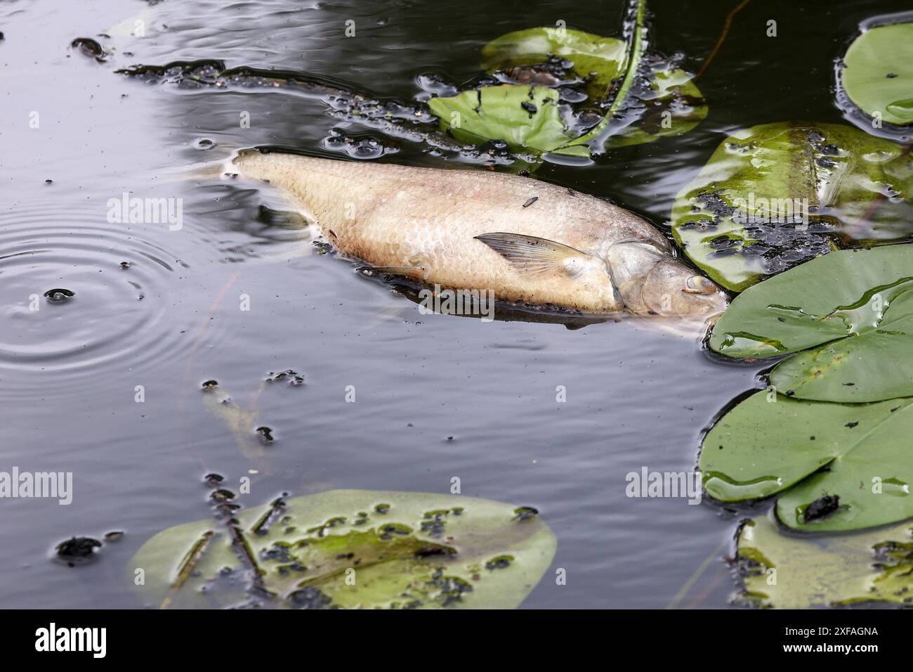 Dead fish floats in hi-res stock photography and images - Alamy