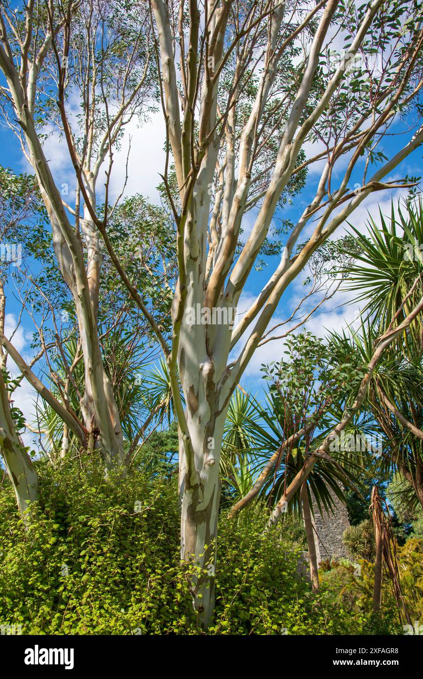 Lemon scented Gum Tree - Corymbia citriodora Stock Photo - Alamy