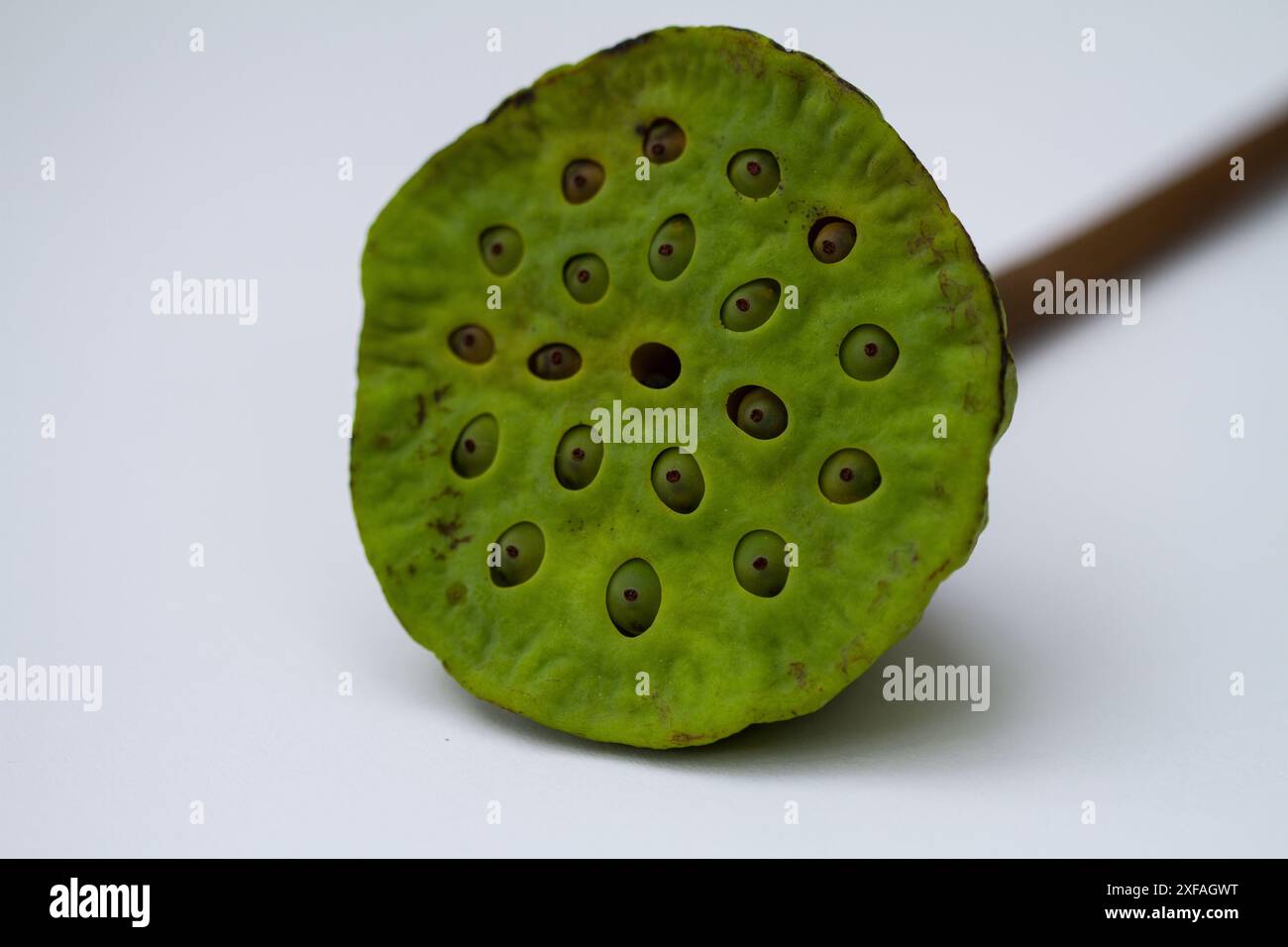 Water seed dispersal hi-res stock photography and images - Alamy