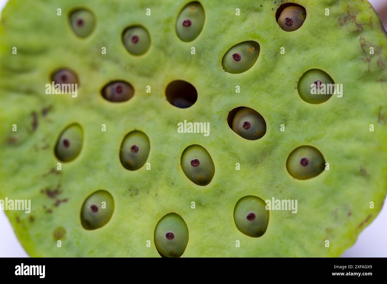Water seed dispersal hi-res stock photography and images - Alamy