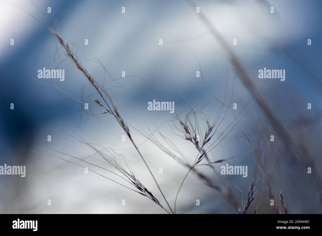 Blade of grass with seeds in front of a light and dark blue background ...
