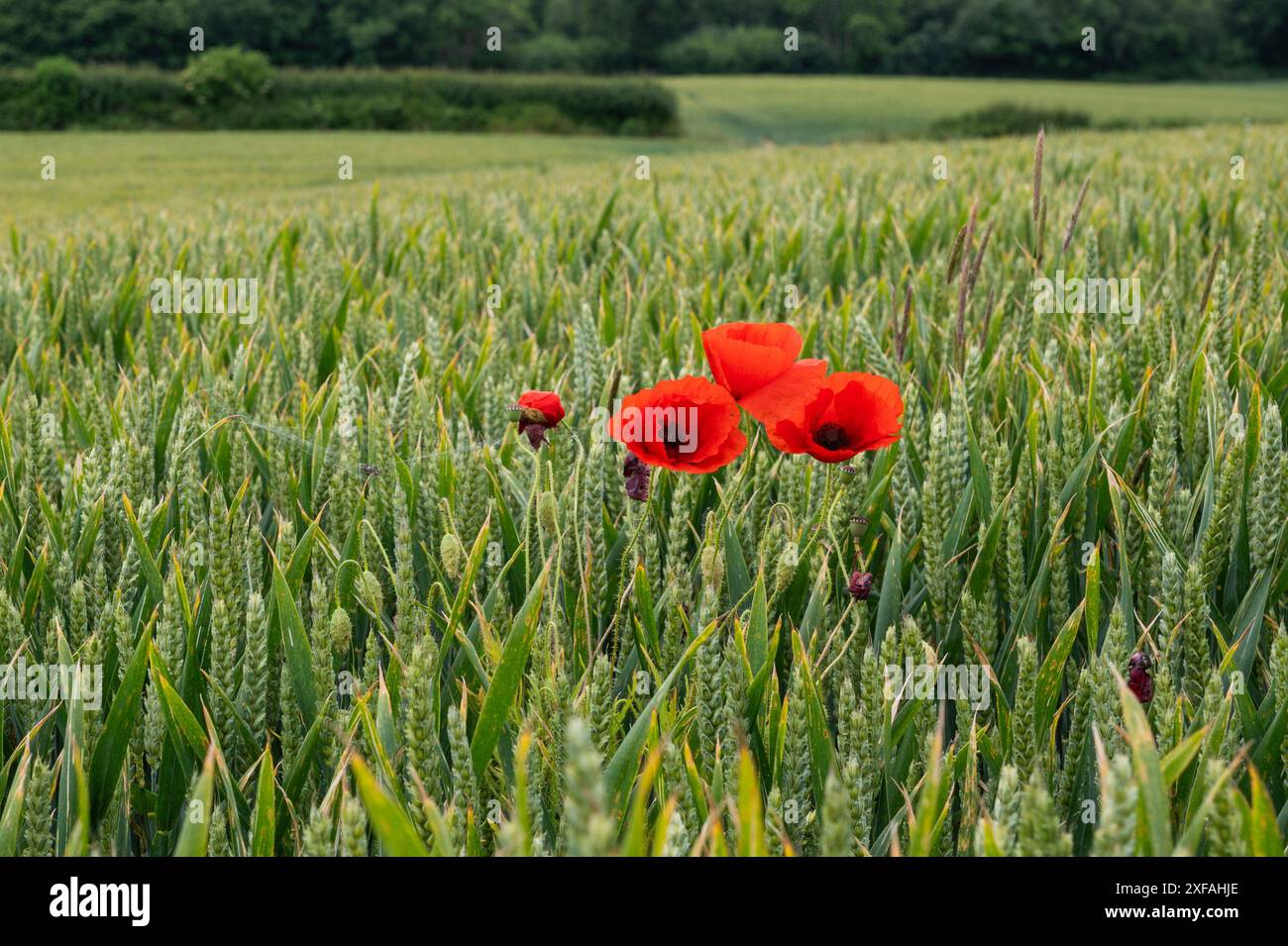 Poppysred poppy hi-res stock photography and images - Alamy