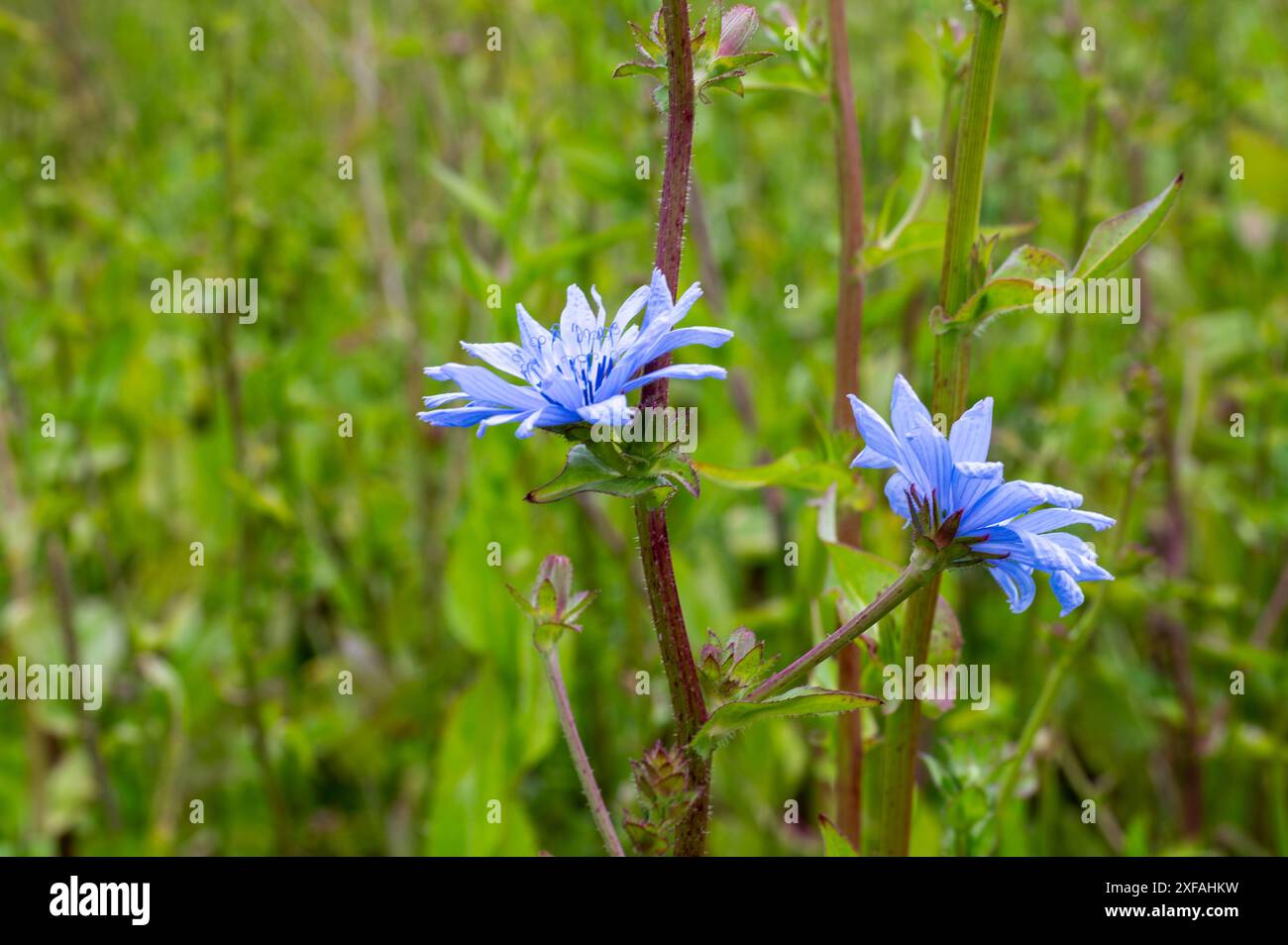 Two beautiful bright blue chicory flowers in a Sussex field, cichorium ...