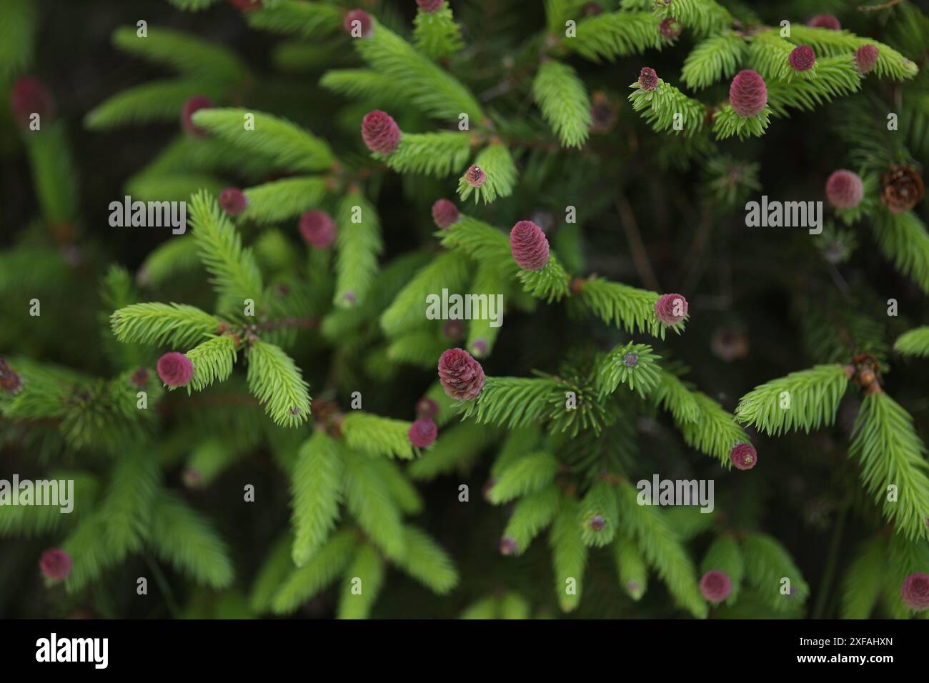 Young spruce cones hi-res stock photography and images - Alamy