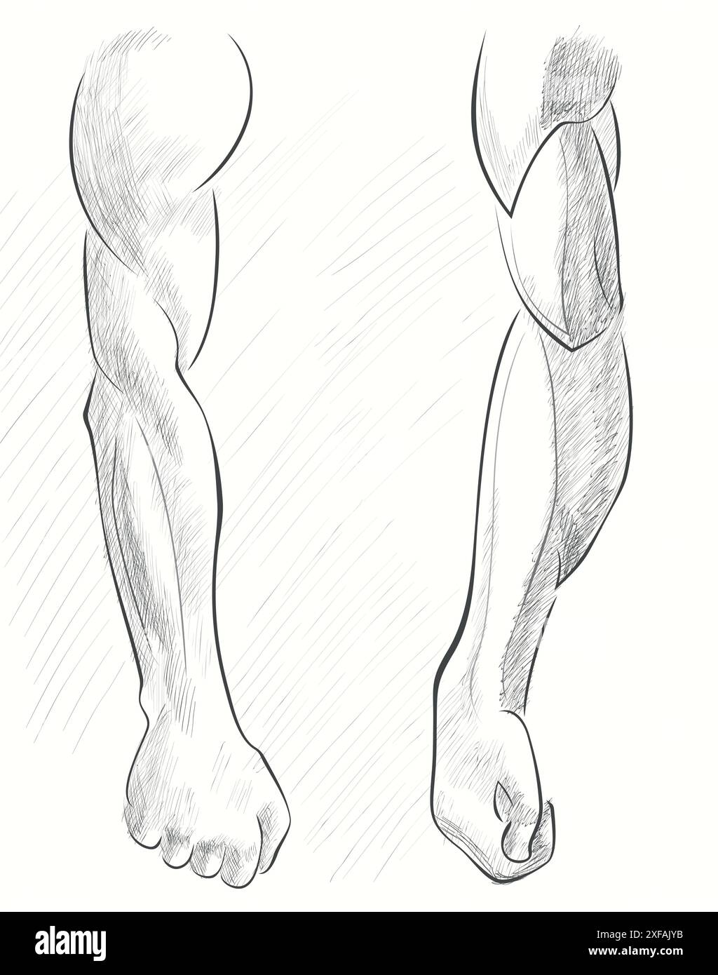 sketch male muscular arms. Hand draw illustration Stock Vector Image ...