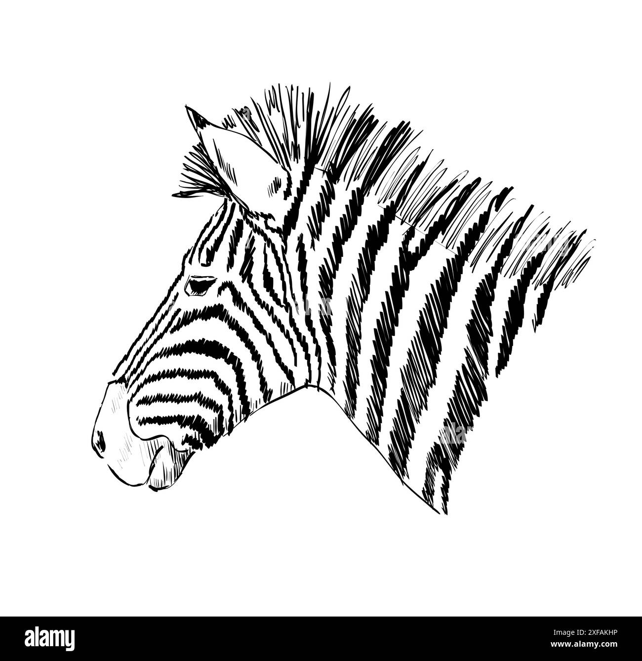 Sketch of a zebra. Hand drawn vector illustration Stock Vector Image ...