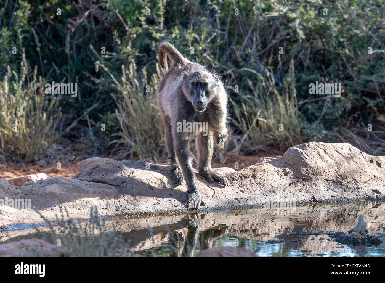 One armed baboon hi-res stock photography and images - Alamy