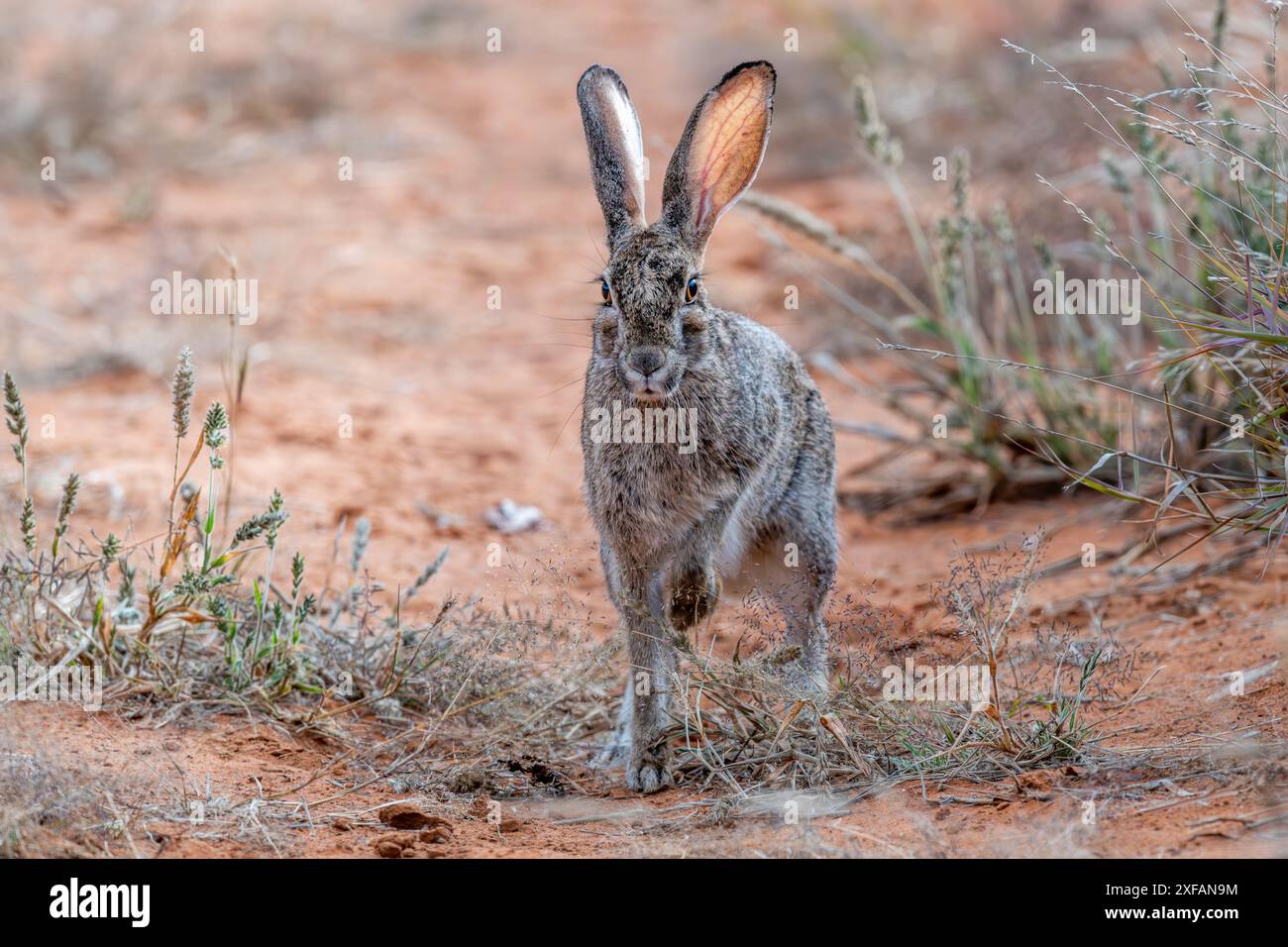 African scrub hare Stock Photo - Alamy