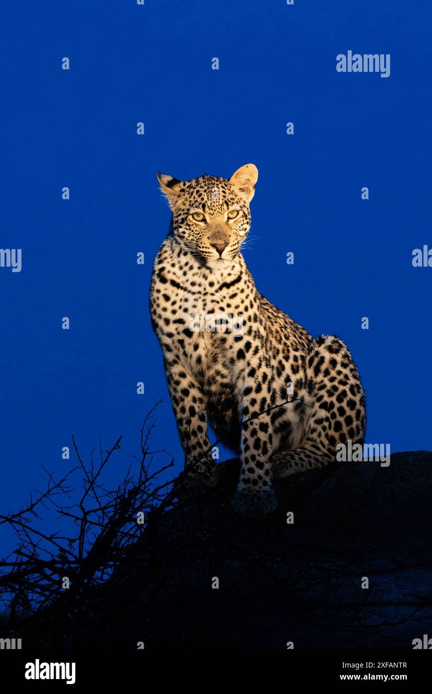 Safari vehicle leopard africa hi-res stock photography and images - Alamy