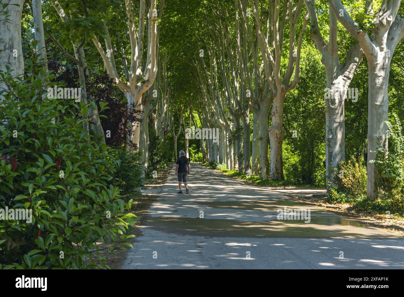 Trees help restore biodiversity and maintain the ecological stability ...