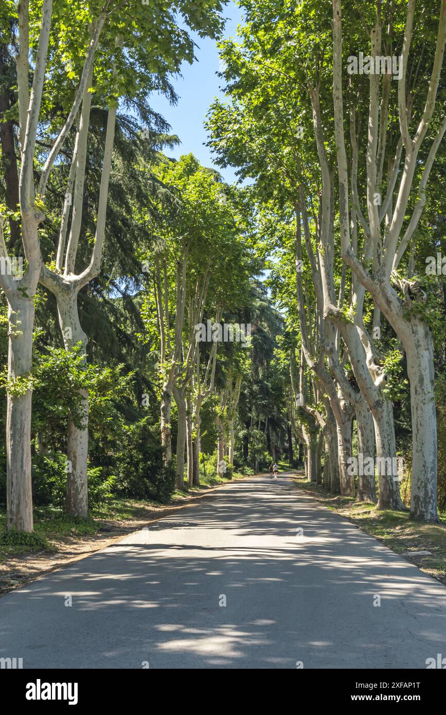 Trees are one of the most impressive and useful living beings that ...