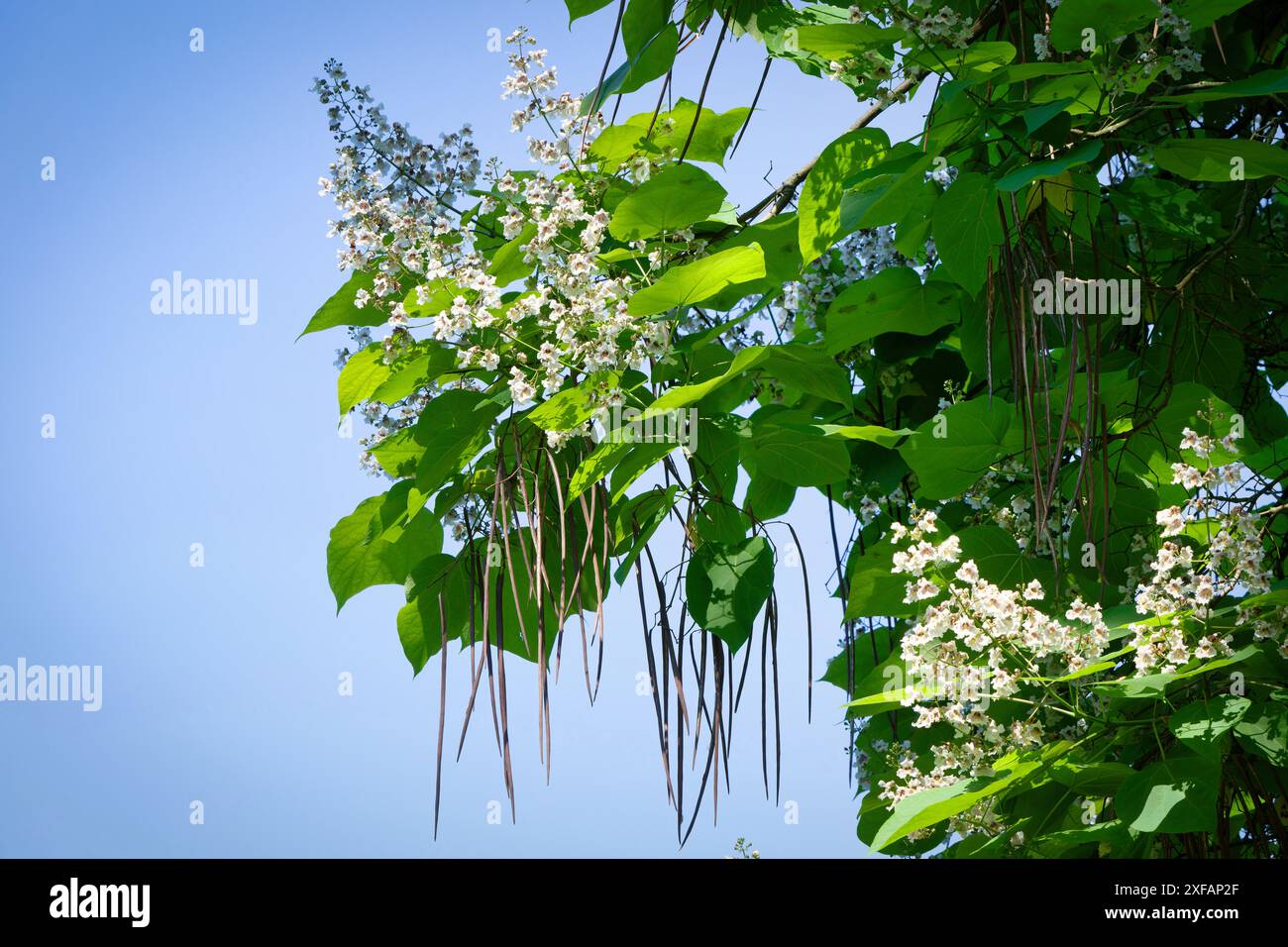 Catalpa bignonioides heart-shaped leaves and white blossoms of a Indian ...