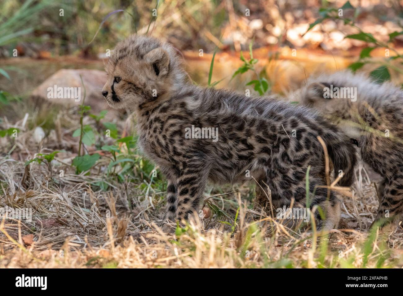 King Cheetah cub Stock Photo - Alamy