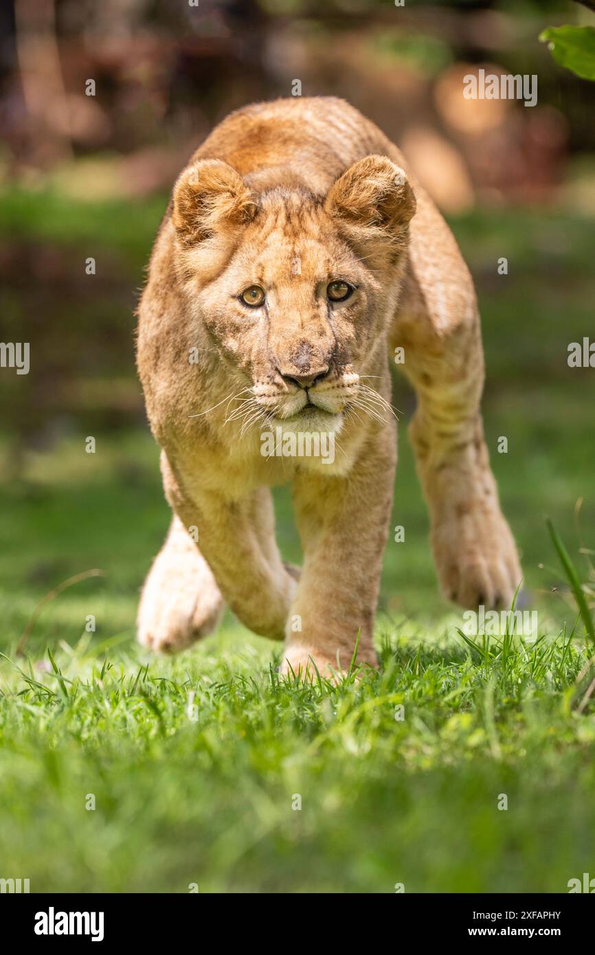 Lion cub running hi-res stock photography and images - Alamy