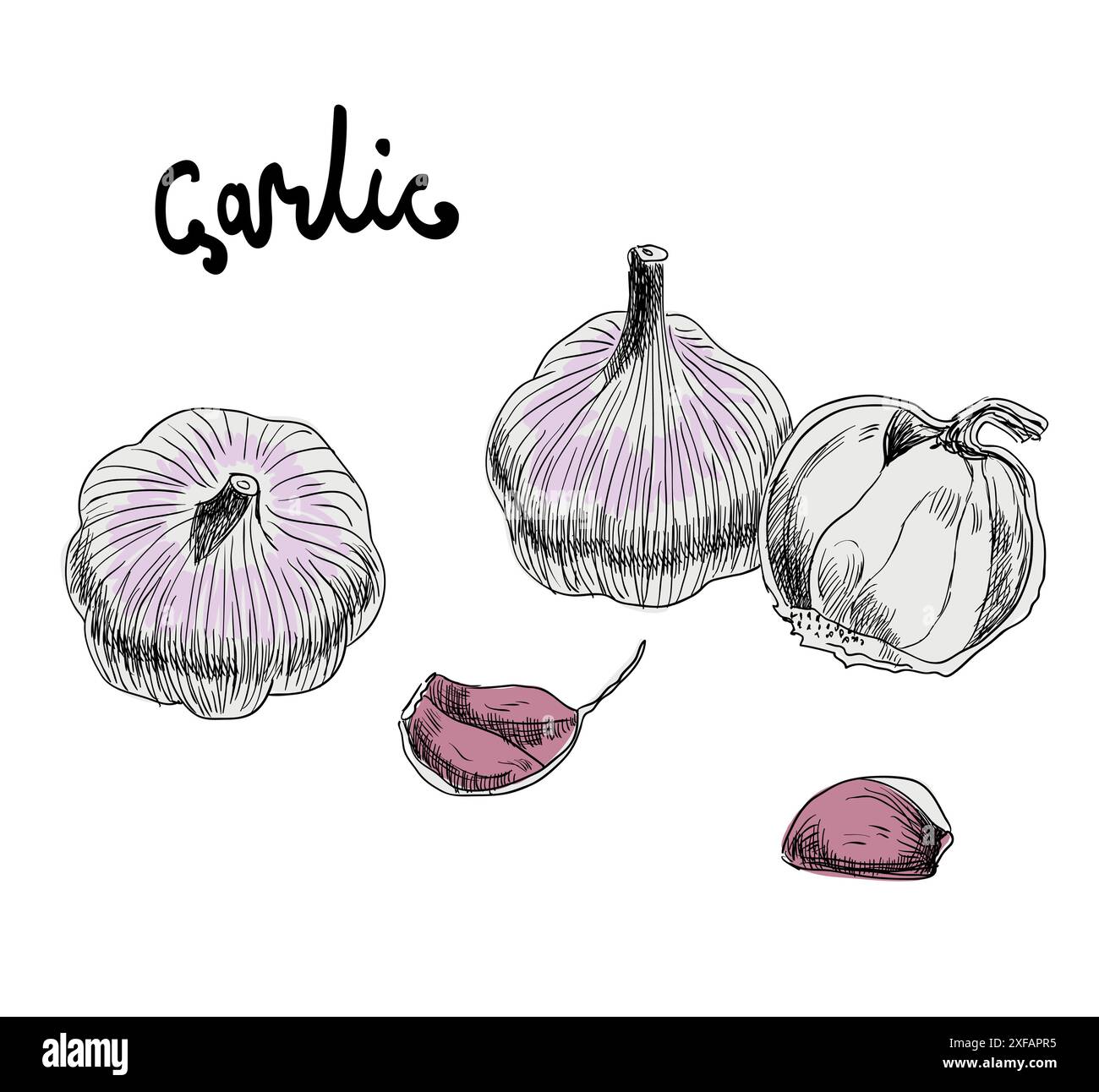 Vector hand drawn illustration with garlic on white background Stock ...