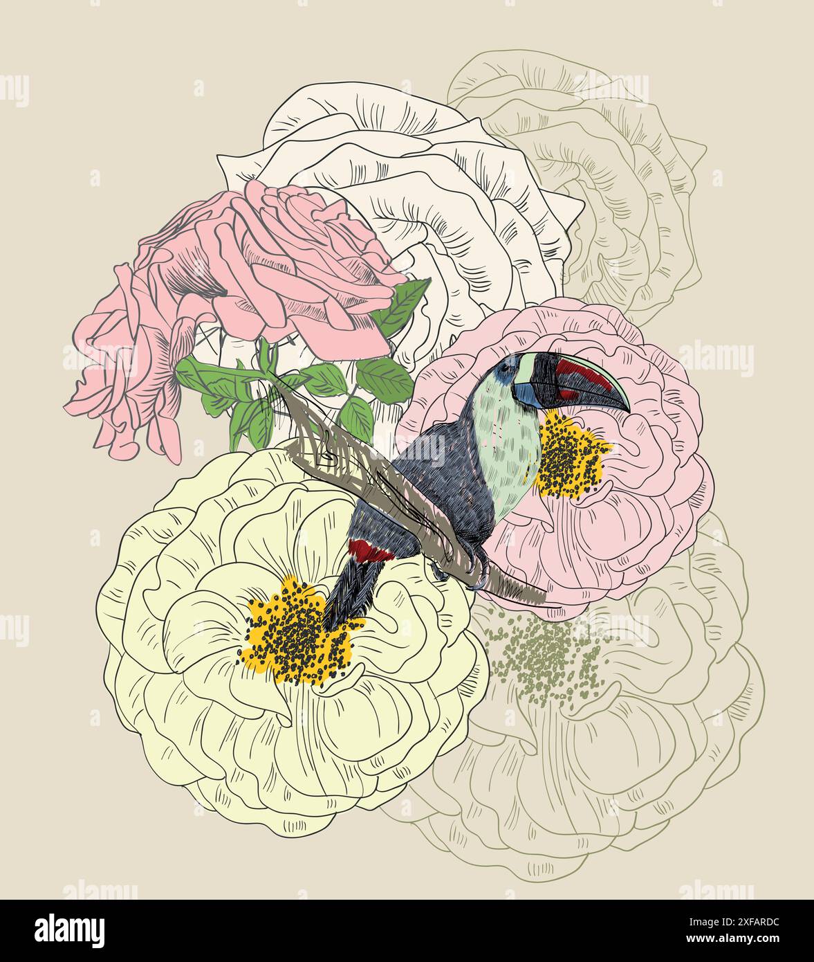 Hand drawn sketch toucan Stock Vector Images - Alamy