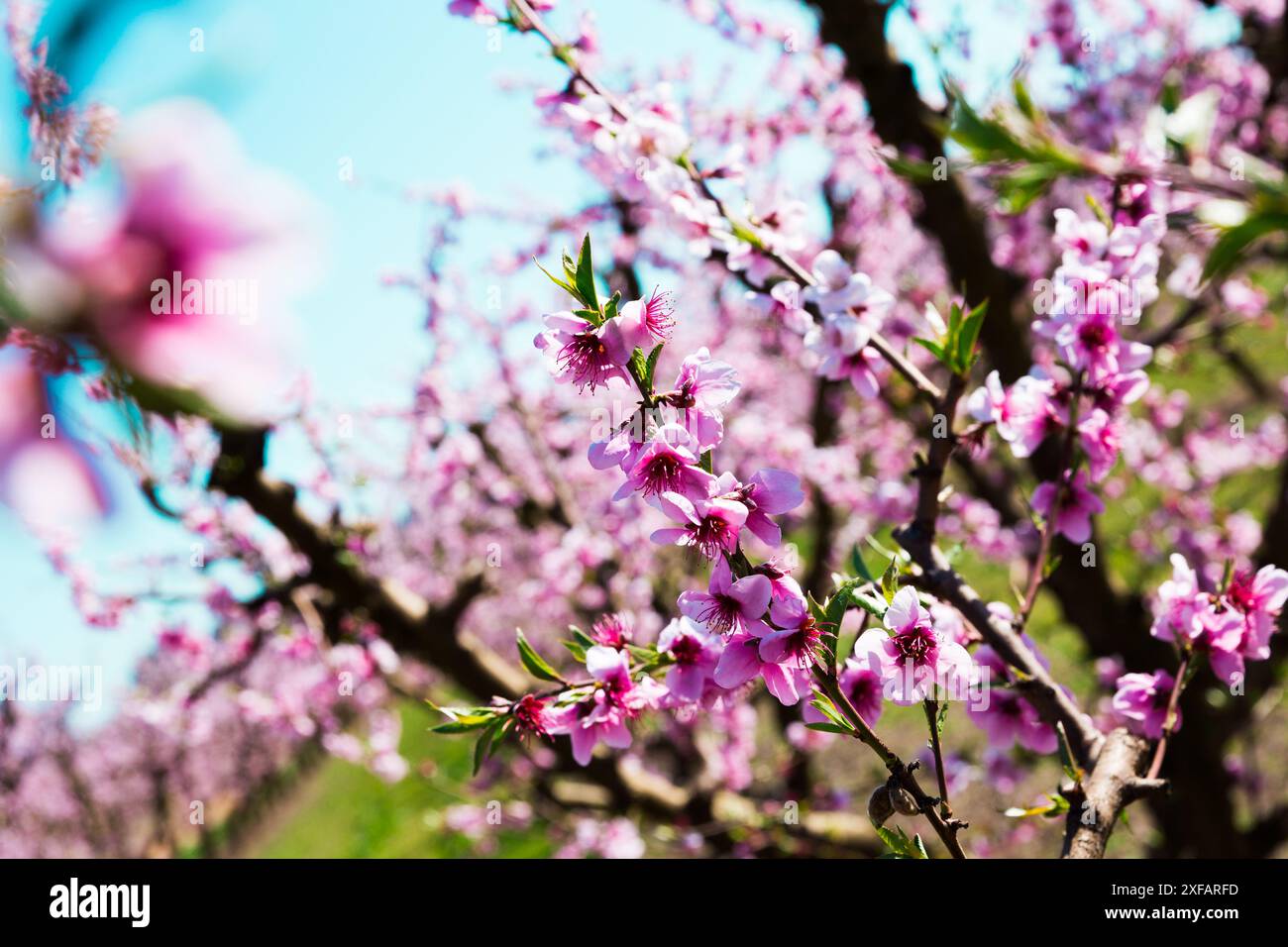 Peach tree italy hi-res stock photography and images - Alamy