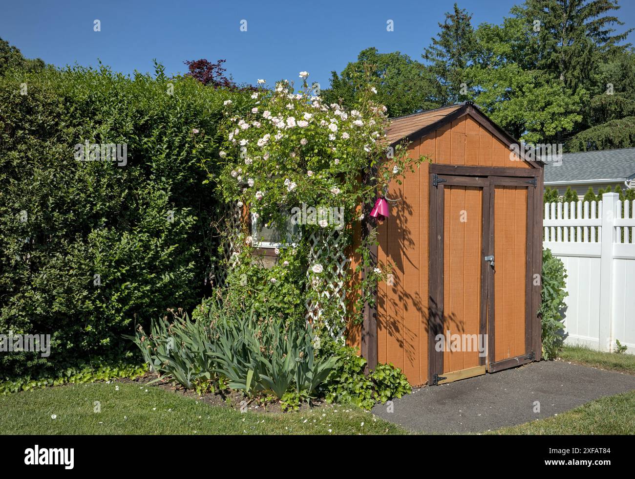 attractive shed barn back yard with roses rose flowers growing ...