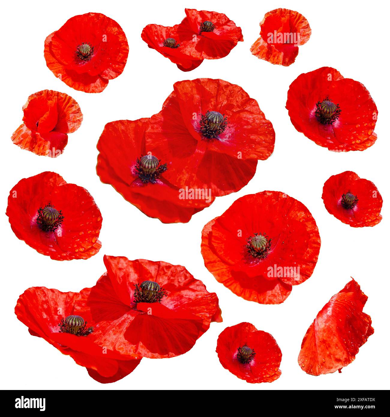 Single poppy on black and white Cut Out Stock Images & Pictures - Alamy
