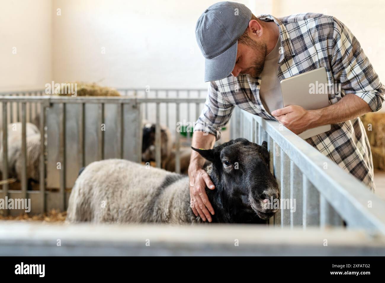 A male farm worker hugs a sheep in a pen. Inspection of the sheep farm ...