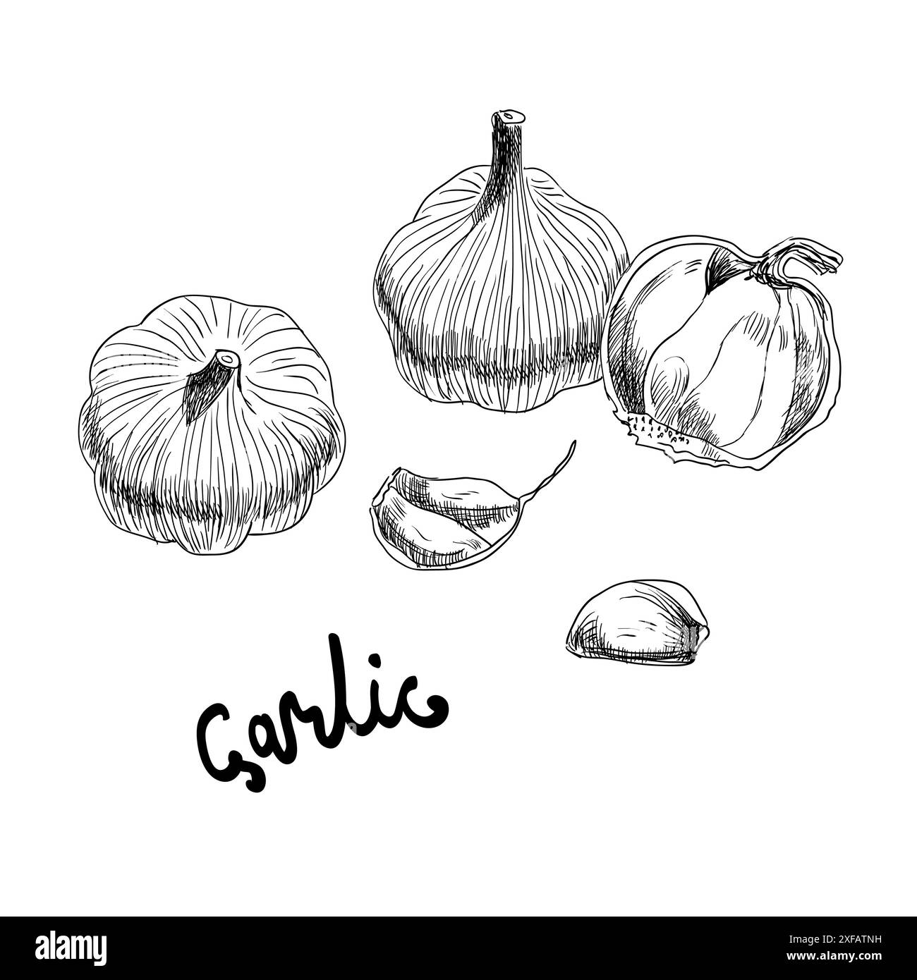 Vector hand drawn illustration with garlic on white background Stock ...
