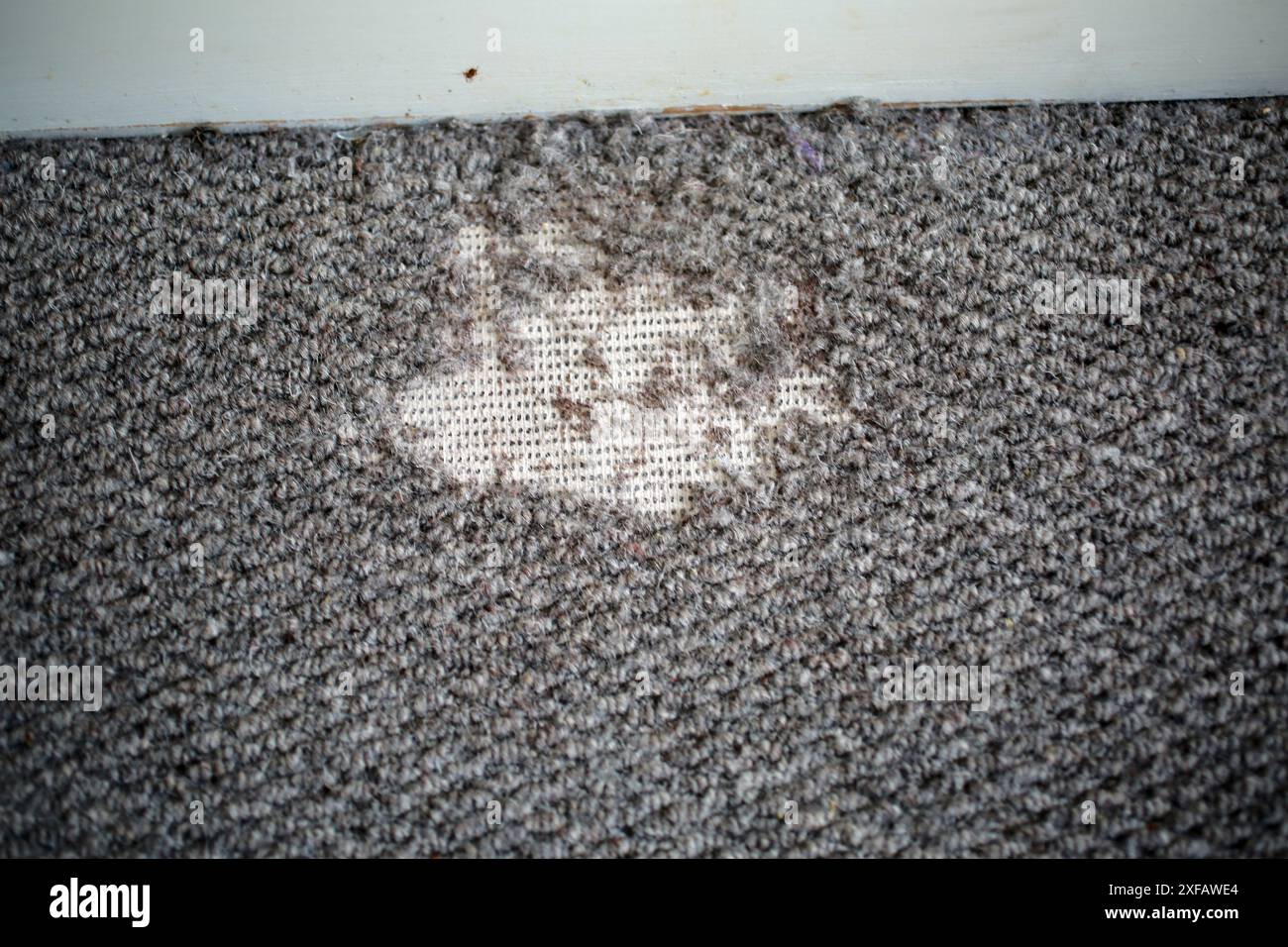 Carpet being eaten by carpet beetles Stock Photo - Alamy