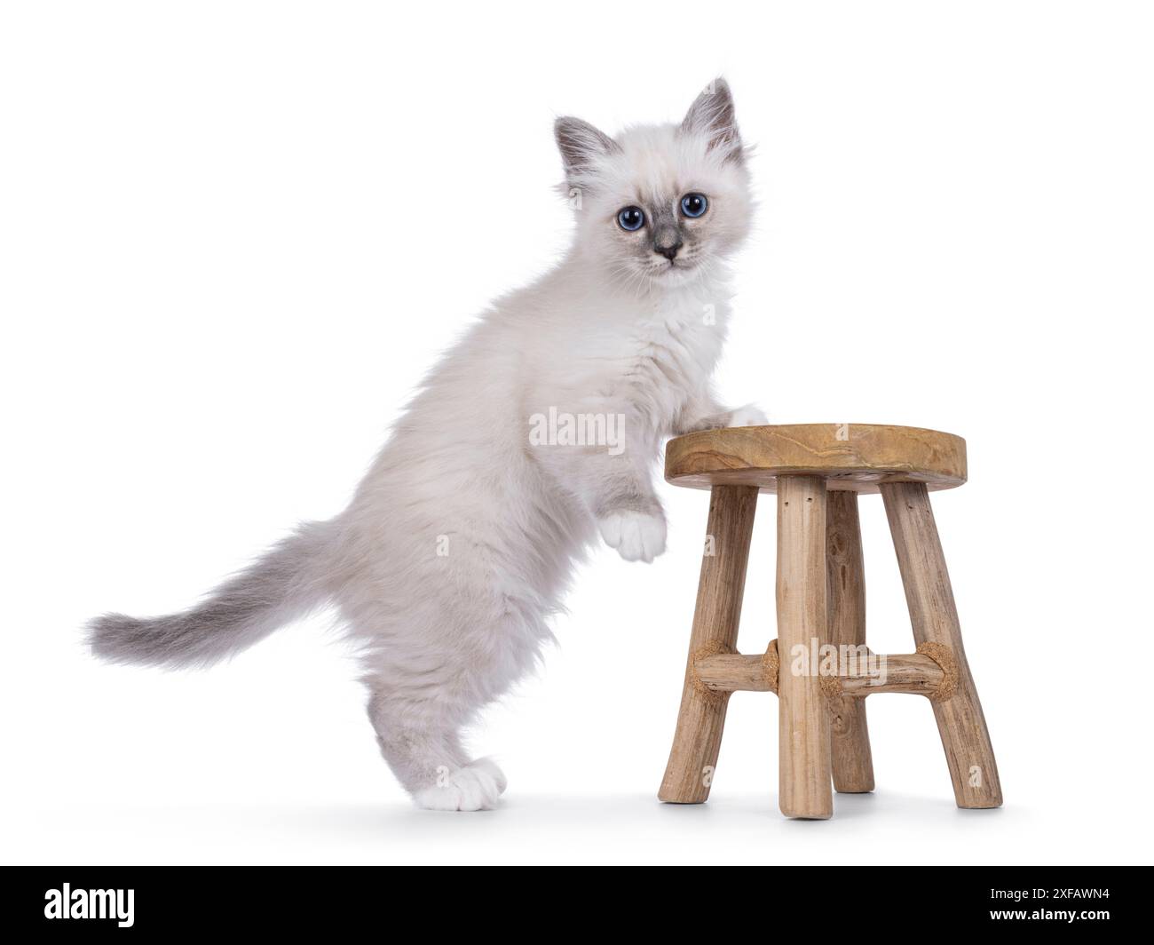 Sacred Birman cat kitten standing on its hind legs with front paws on a ...