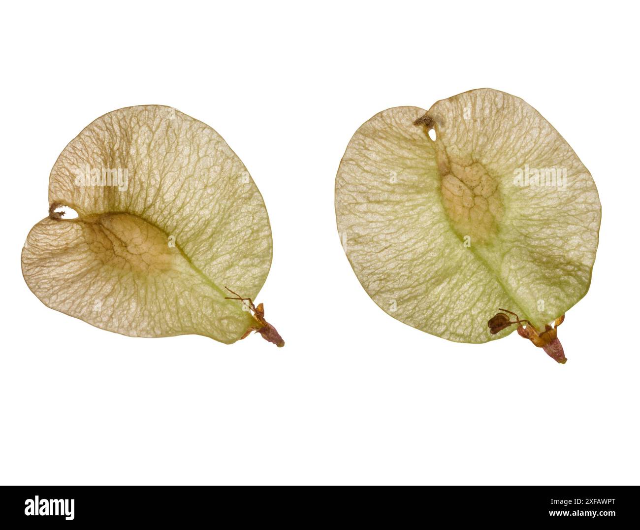 Elm tree seeds Cut Out Stock Images & Pictures - Alamy