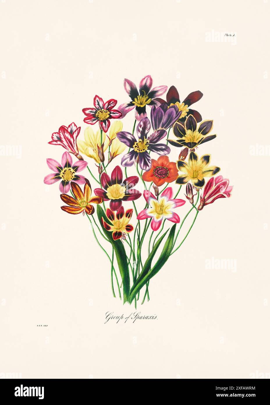 Vintage botanical illustration of 19th-century flowers from South ...