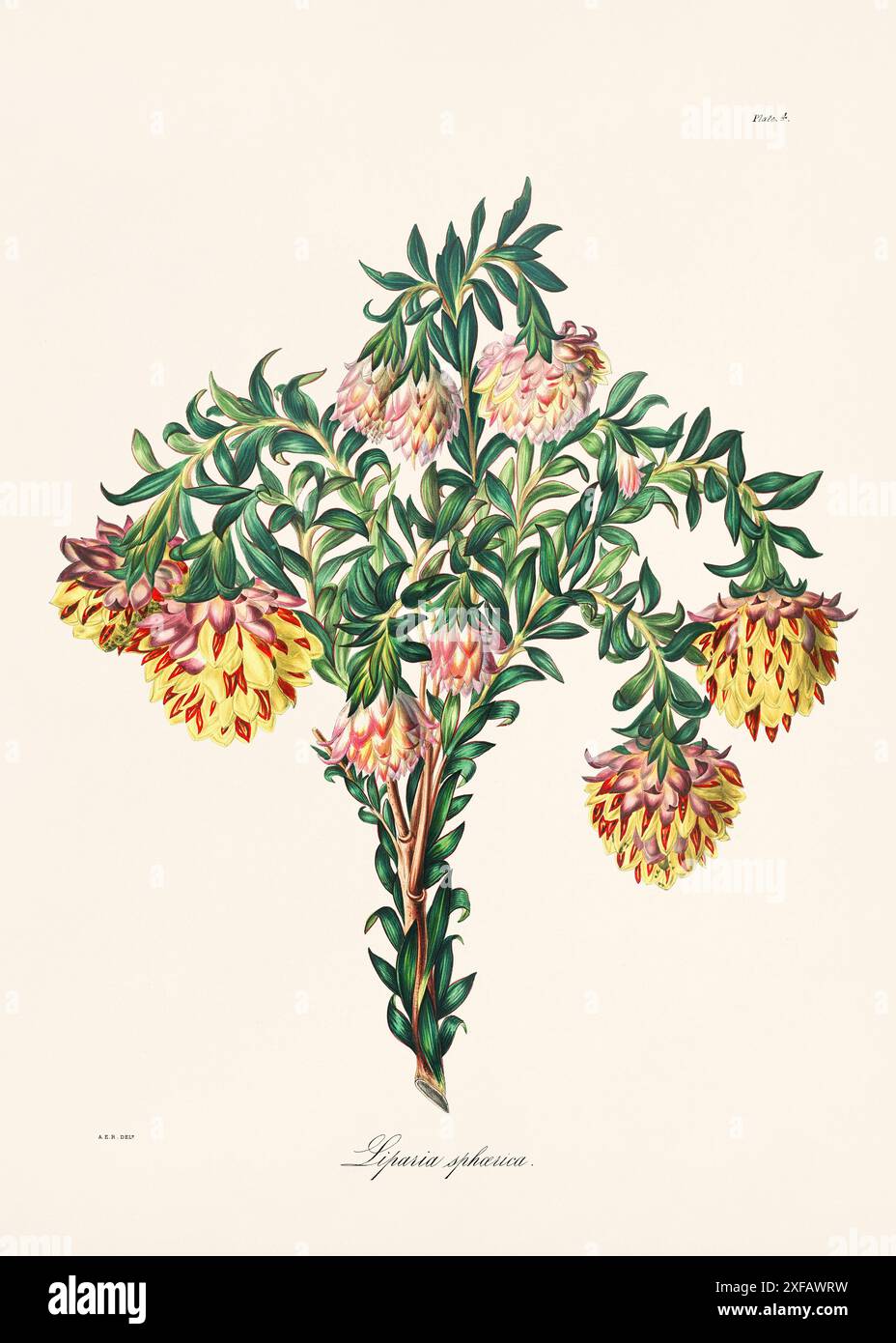 Victorian wildflowers hi-res stock photography and images - Alamy