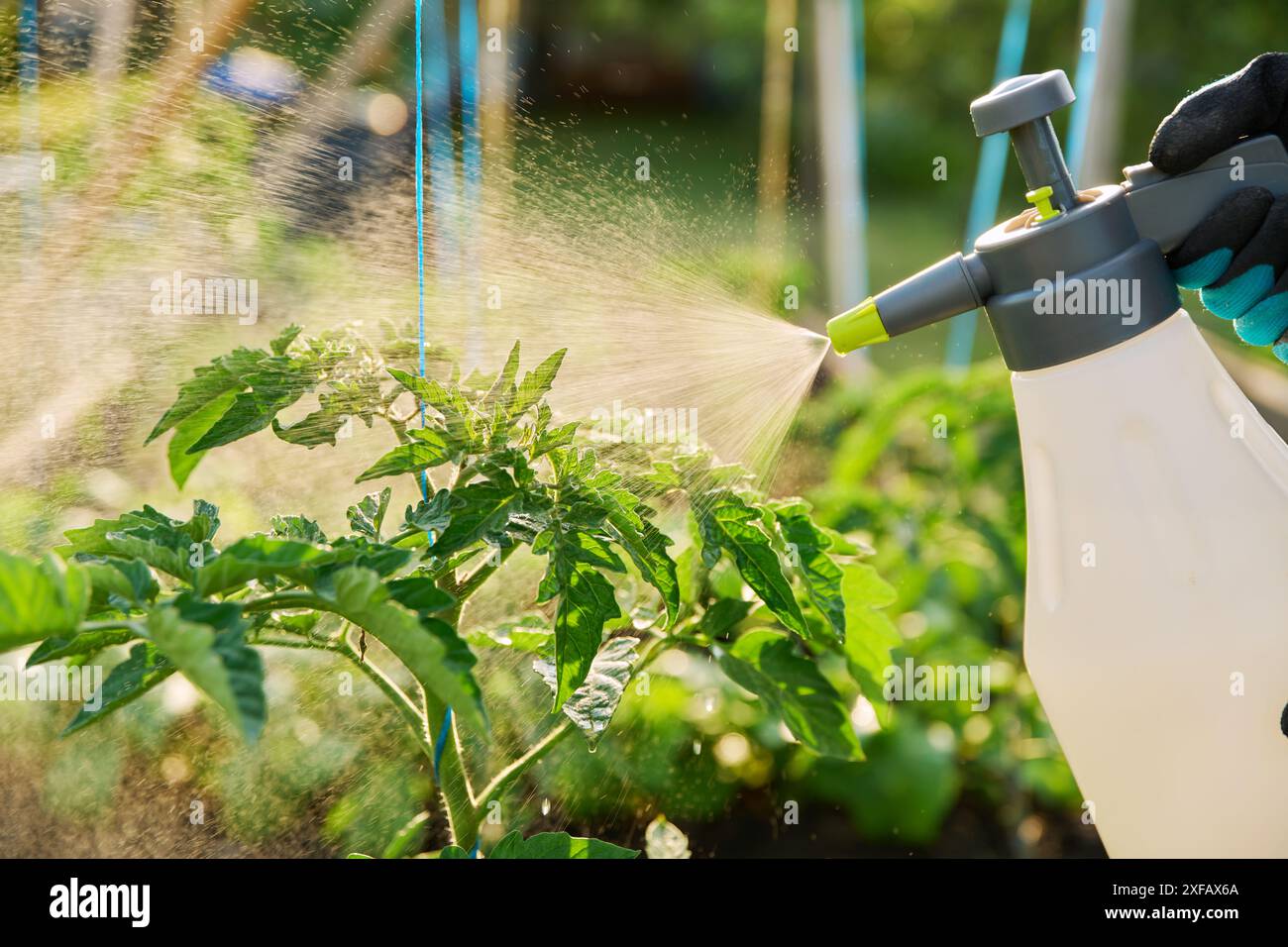 Hands with sprayer, spraying tomato plant bushes on wooden raised bed ...