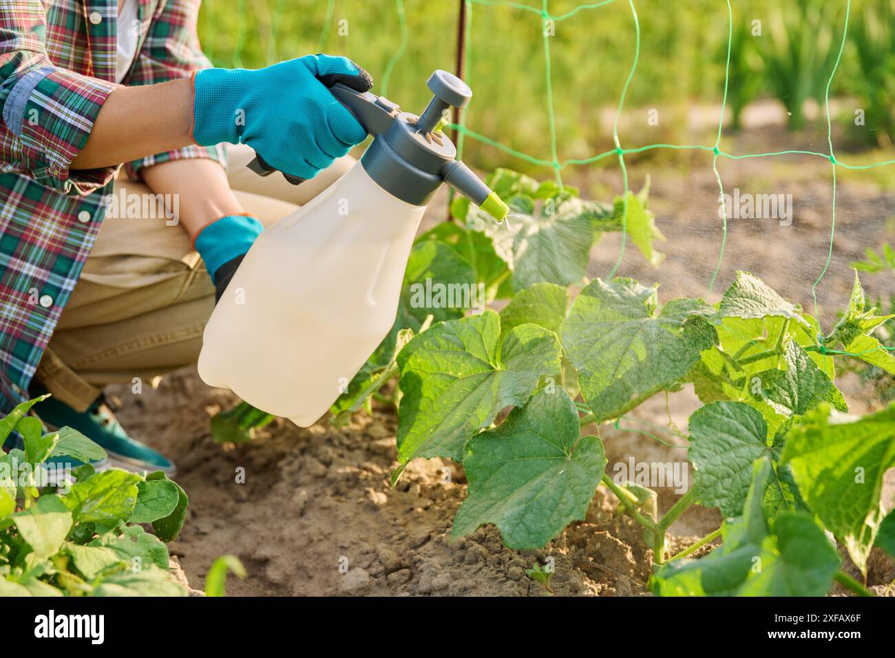 Hands with spray spraying cucumber plants, protection from fungal ...