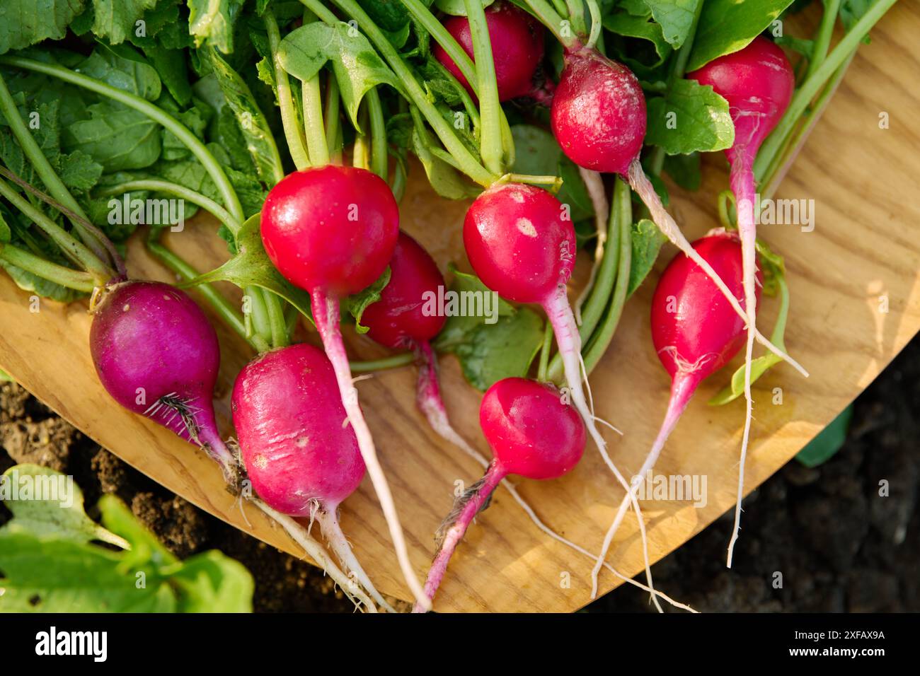 Harvesting radishes on raised wooden box bed Stock Photo - Alamy