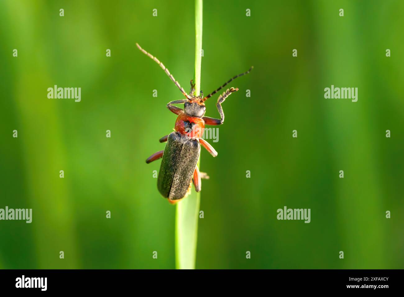 Rustic Sailer Beetle (Cantharis rustica) - soldier beetle on a vertical ...