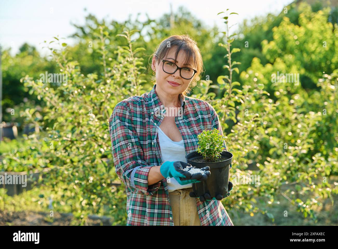 Woman fertilizing boxwood bush in pot with mineral fertilizers Stock ...