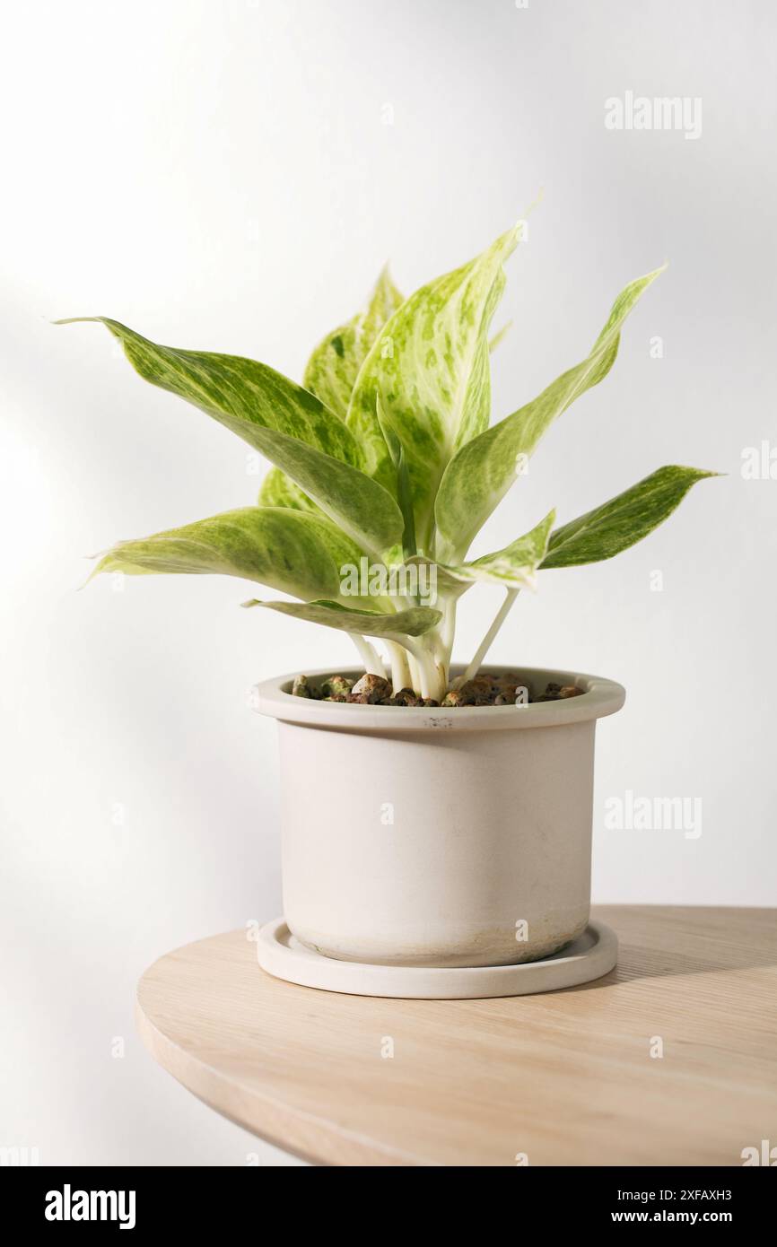 Aglaonema golden madonna hi-res stock photography and images - Alamy