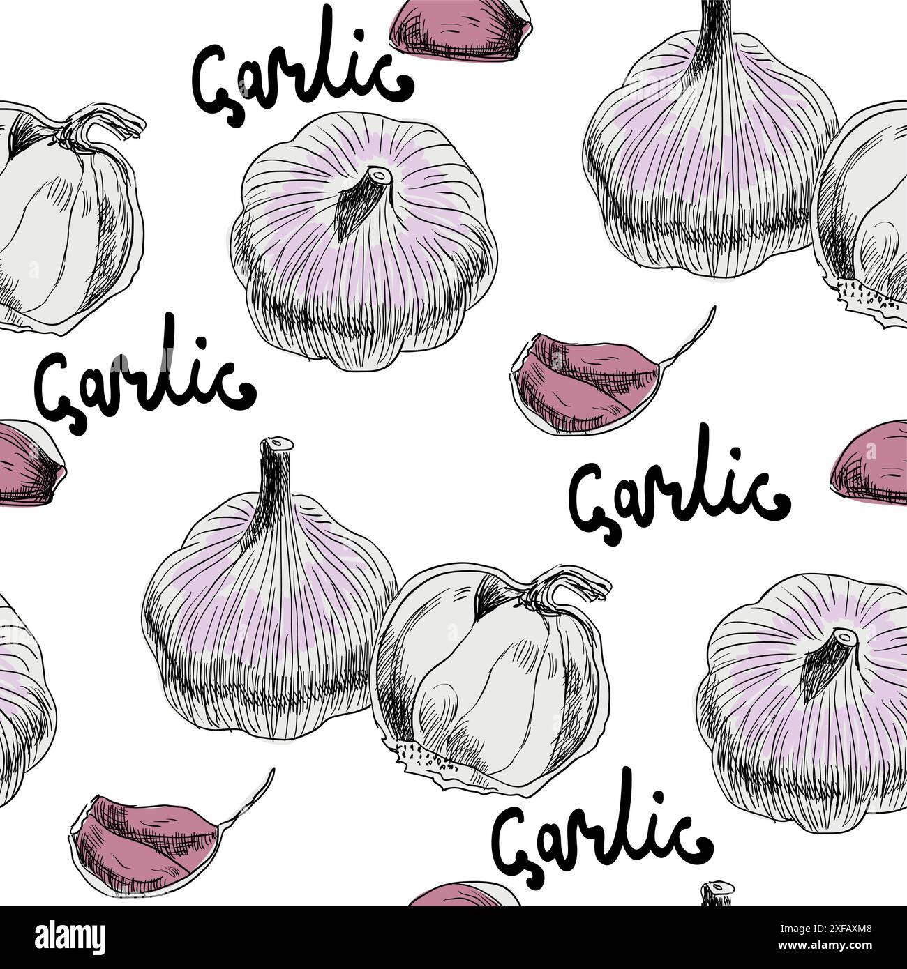 Agriculture fresh garlic on Stock Vector Images - Alamy