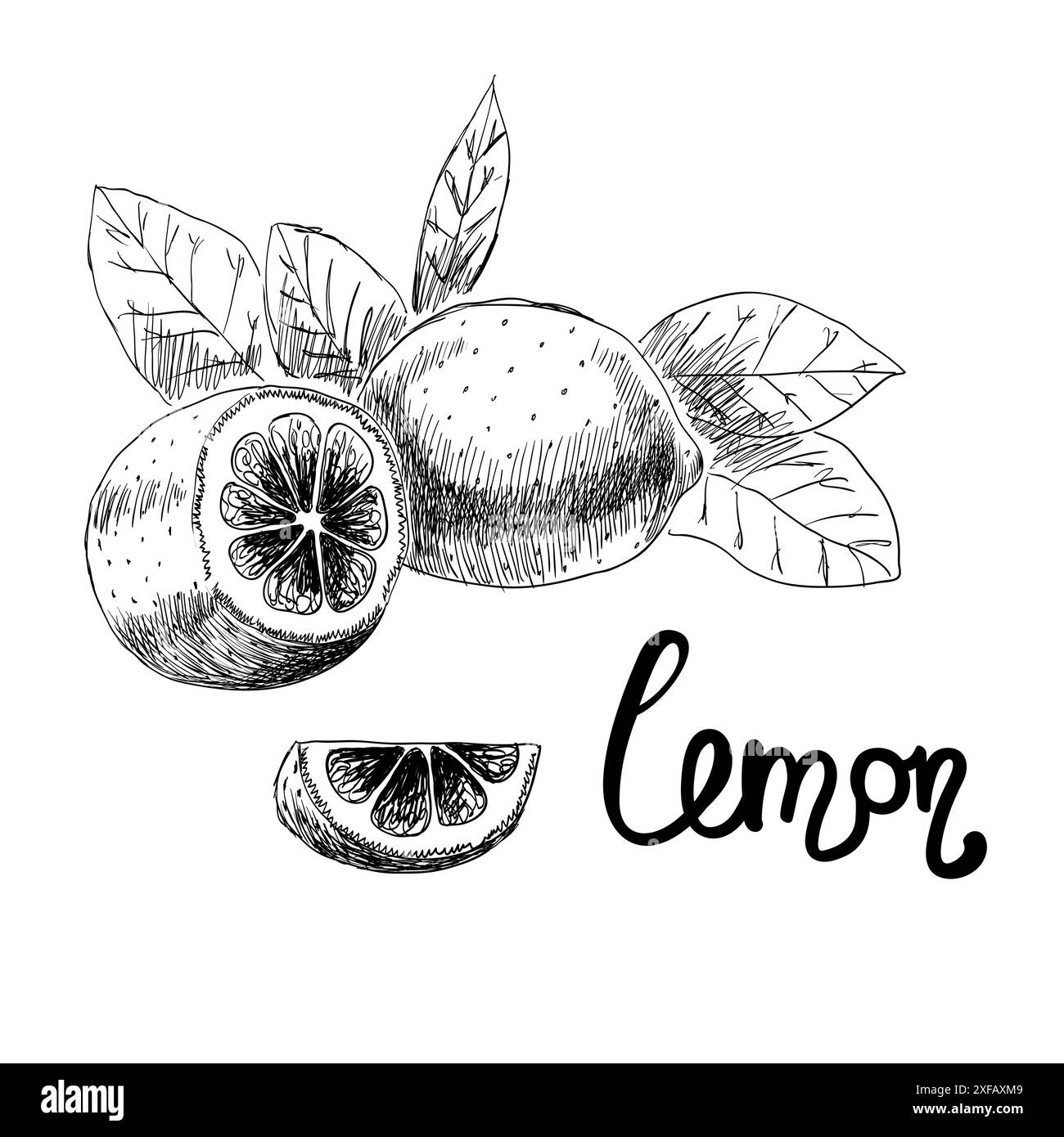 Fruits on a white background. Vector drawing of lemons Stock Vector ...