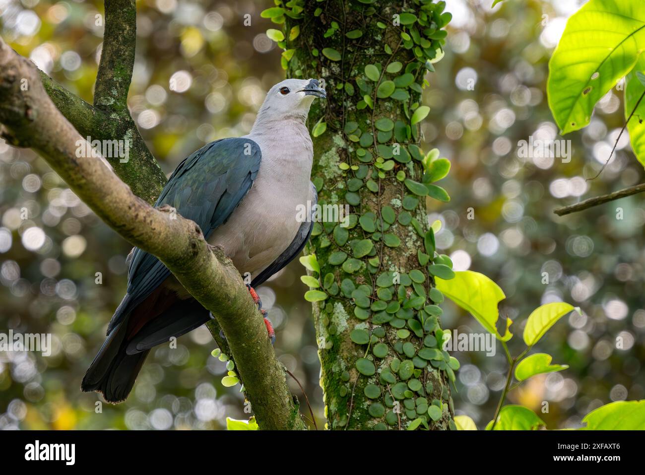 Pacific Imperial Pigeon - Ducula pacifica, beautiful colored pigeon ...