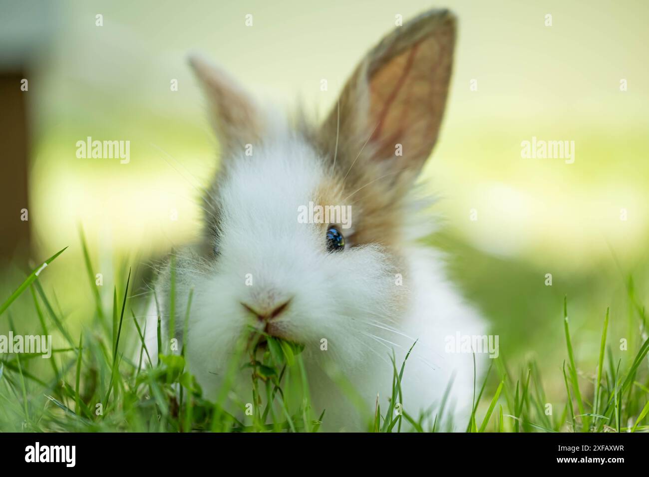 Cartoon grass field hi-res stock photography and images - Alamy