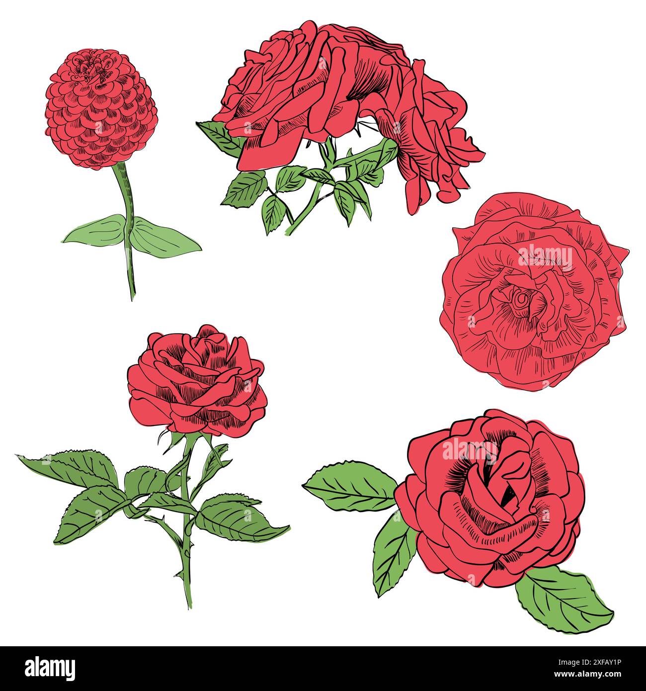 Set beautiful roses hand Stock Vector Images - Alamy