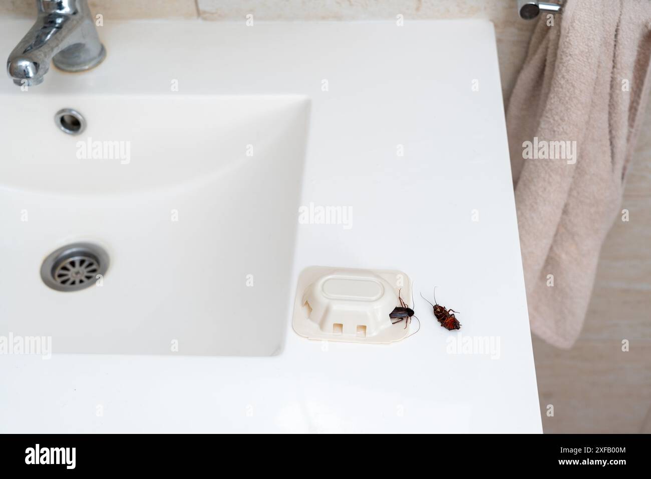 A couple of dead cockroaches on a bathroom sink. Concept of unsanitary ...