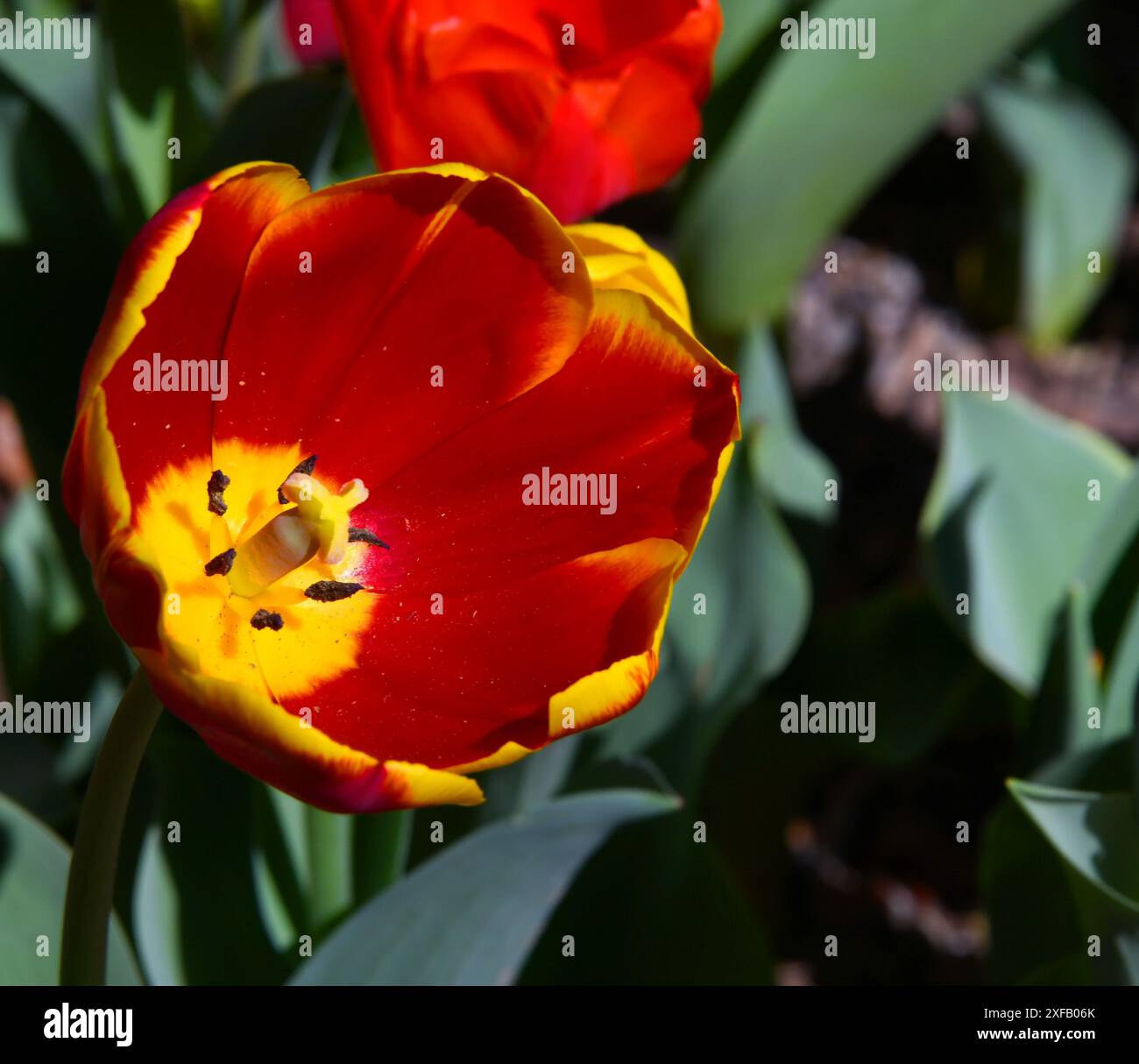 Tulip memphis hi-res stock photography and images - Alamy