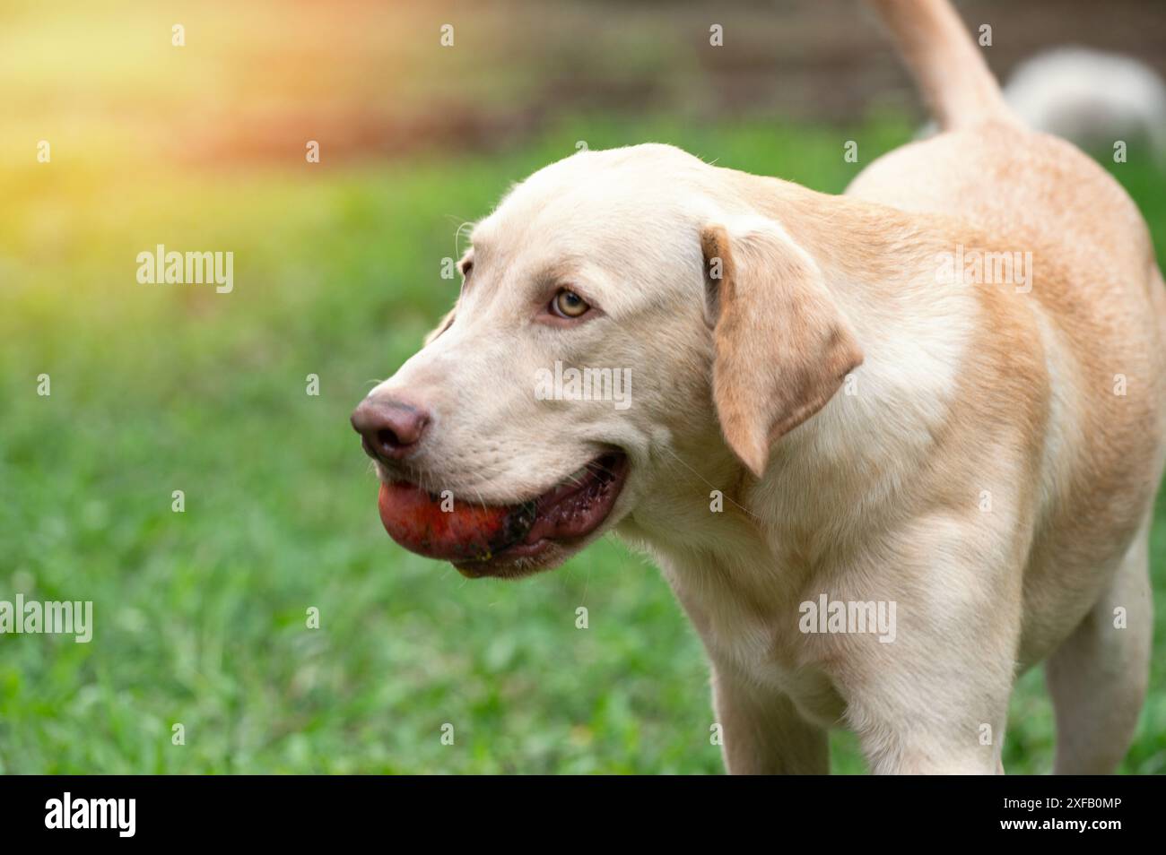 Mango standing hi-res stock photography and images - Alamy