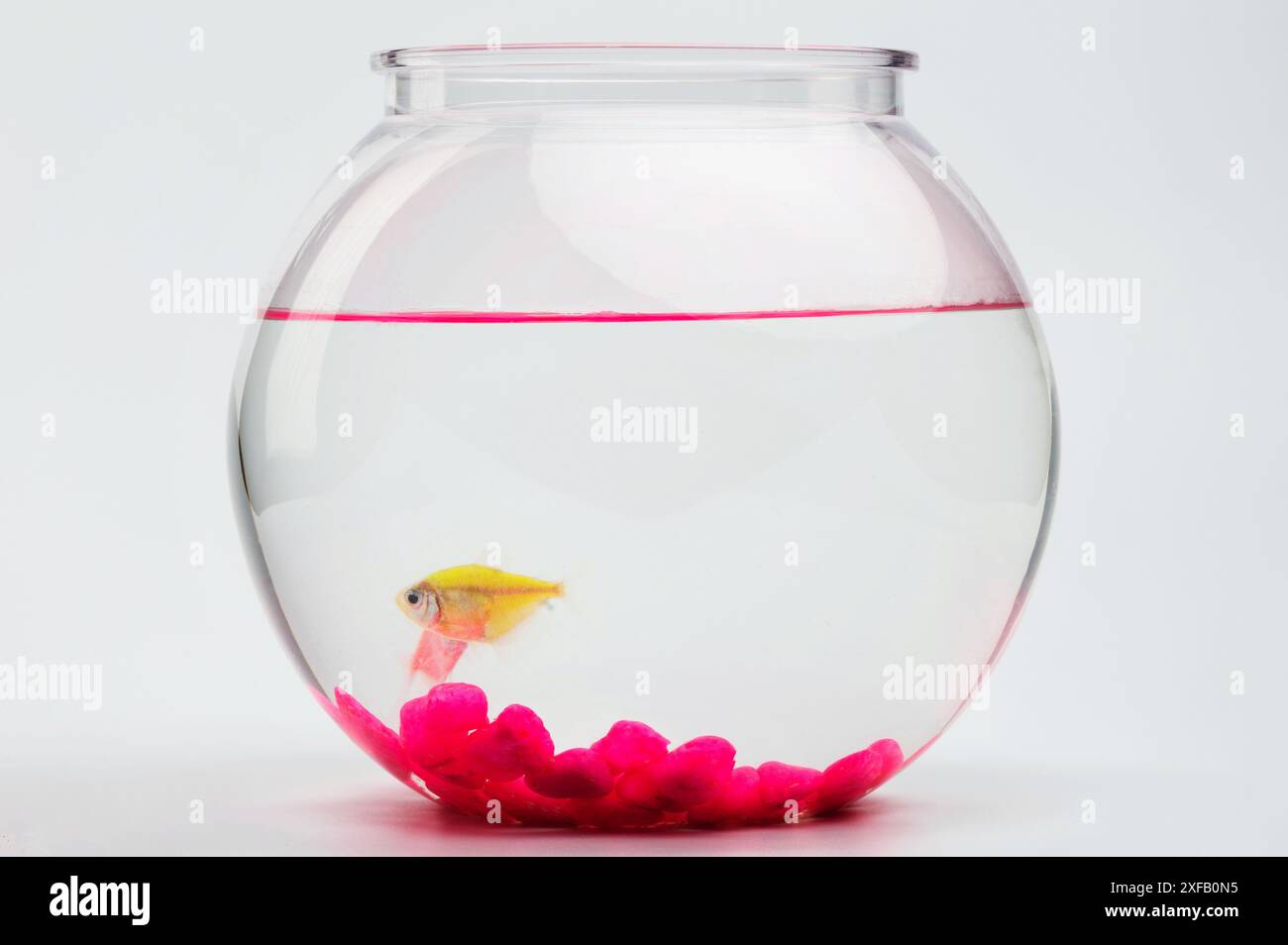 Golf fish in transparent aquarium bowl side view isolated on studio ...