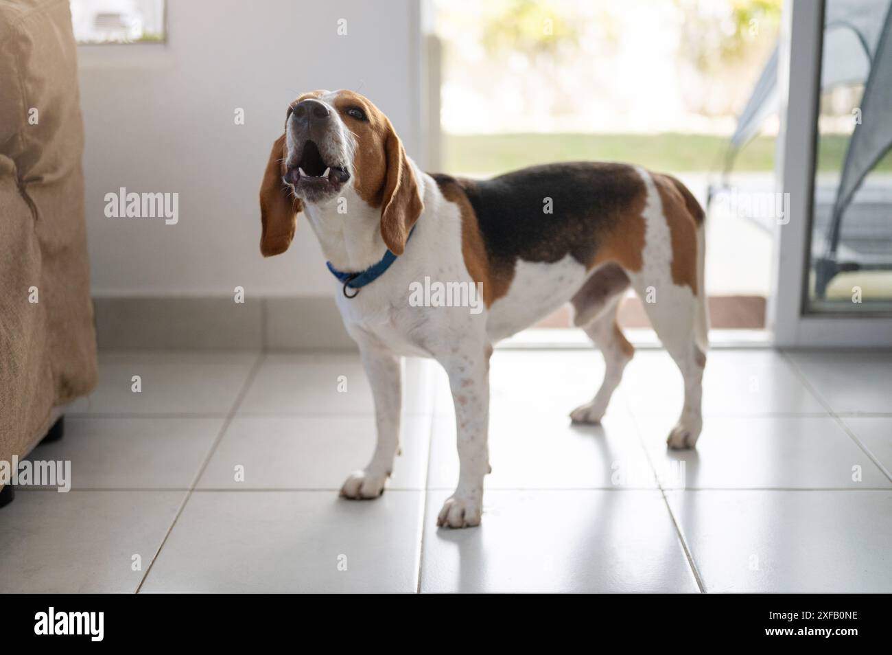 Howling beagle hi-res stock photography and images - Alamy