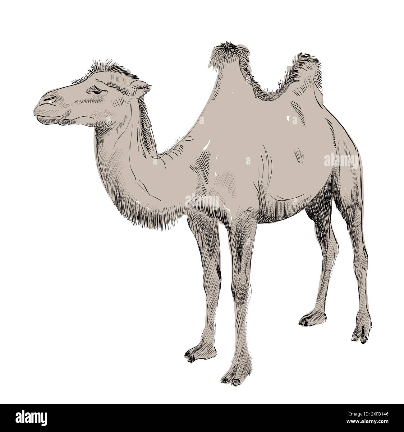 sketch of Bactrian camel on white background Stock Vector Image & Art ...