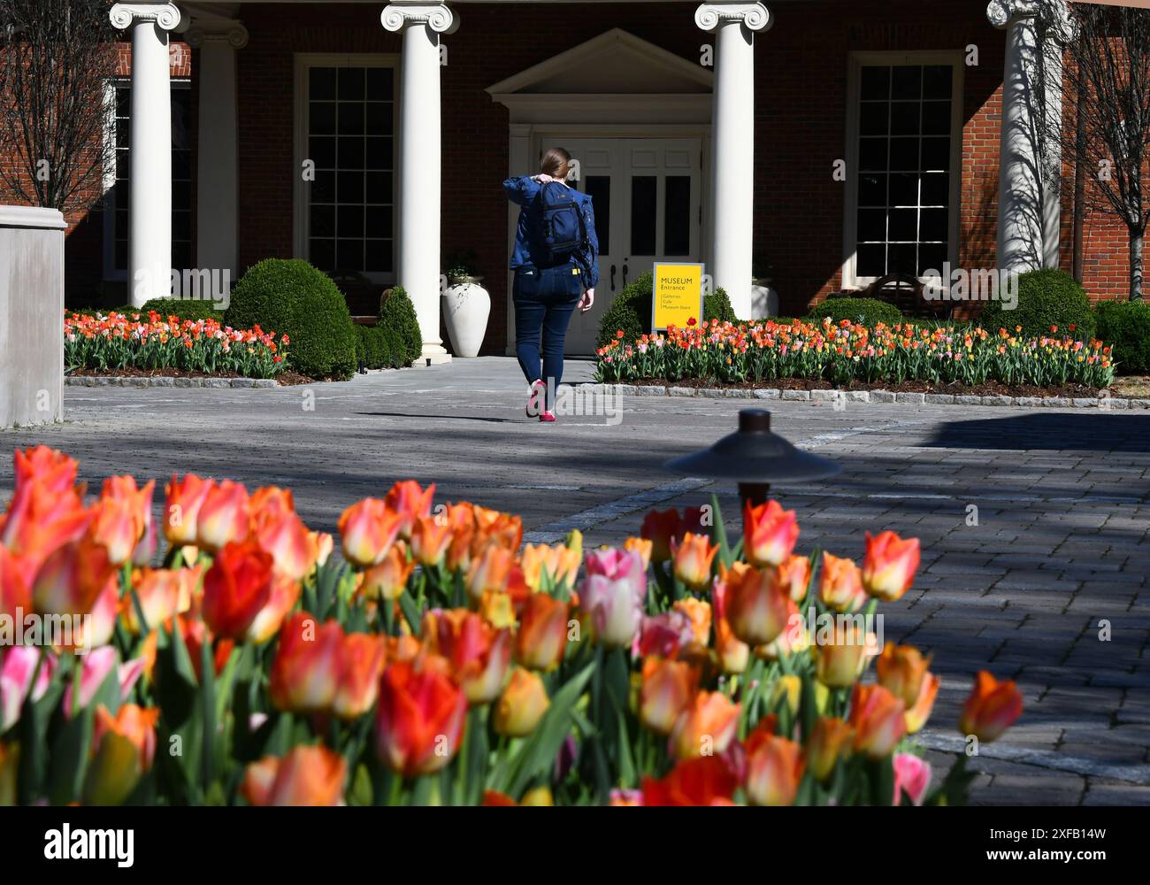 Female visitor to Dixon Gallery and Gardens walks toward the museum ...