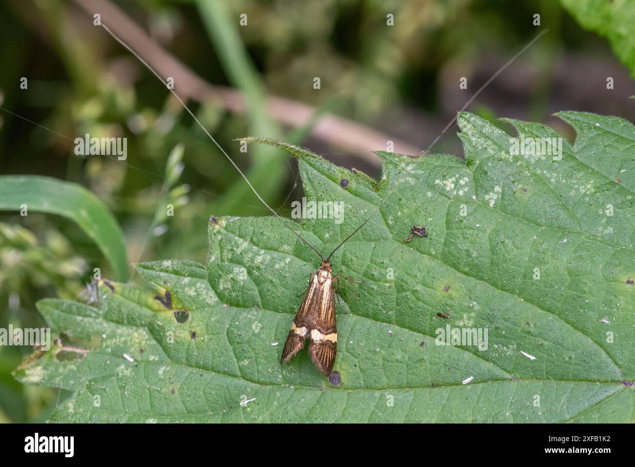Longhorn moth (Nemophora degeerella) male with very long antennae Stock ...