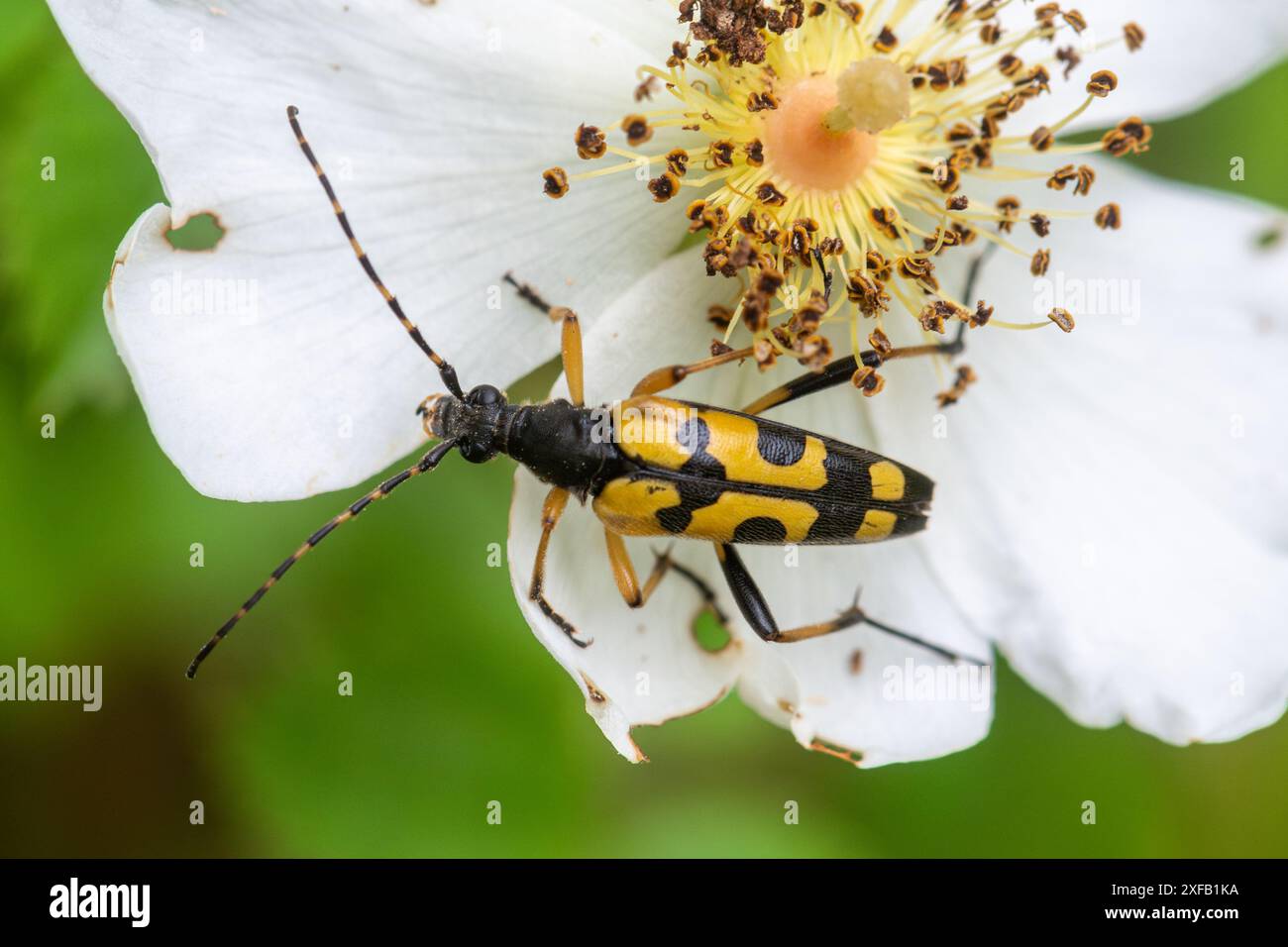 Rutpela maculata, the spotted longhorn beetle, also called black and ...